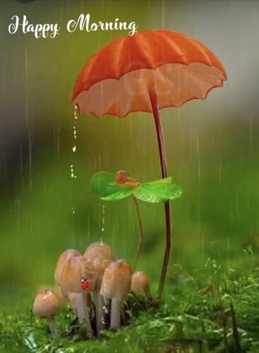 Good Morning Rainy Day Wishes Images - Good Morning Wishes and Images