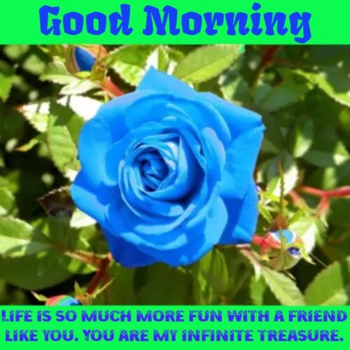 Beautiful Blue Roses Flowers Good Morning Wishes Blessings Whatsapp ...