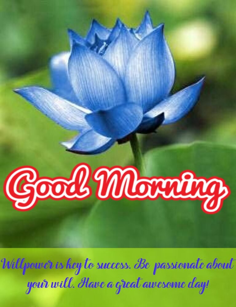 New Style Lotus (Kamal Ka Phool) High Quality Good Morning Beautiful ...
