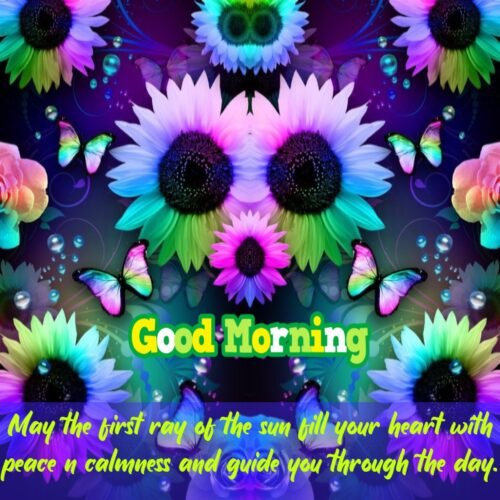 New Style Suraj Mukhi Sunflower High Quality Good Morning Rare Images ...