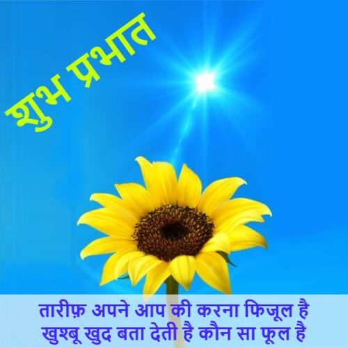New Style Suraj Mukhi Sunflower High Quality Good Morning Rare Images ...