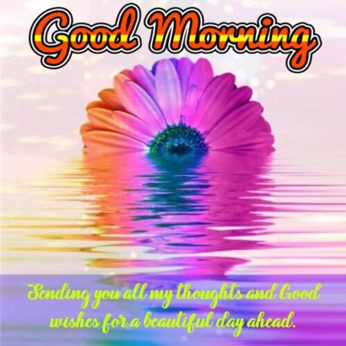 New Style Suraj Mukhi Sunflower High Quality Good Morning Rare Images ...