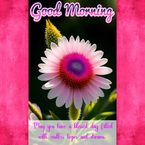 New Style Suraj Mukhi Sunflower High Quality Good Morning Rare Images ...