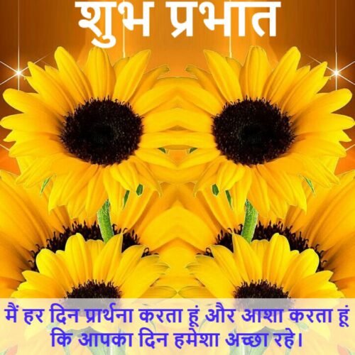 New Style Suraj Mukhi Sunflower High Quality Good Morning Rare Images ...