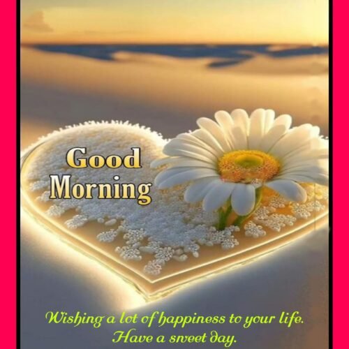 New Style Suraj Mukhi Sunflower High Quality Good Morning Rare Images ...