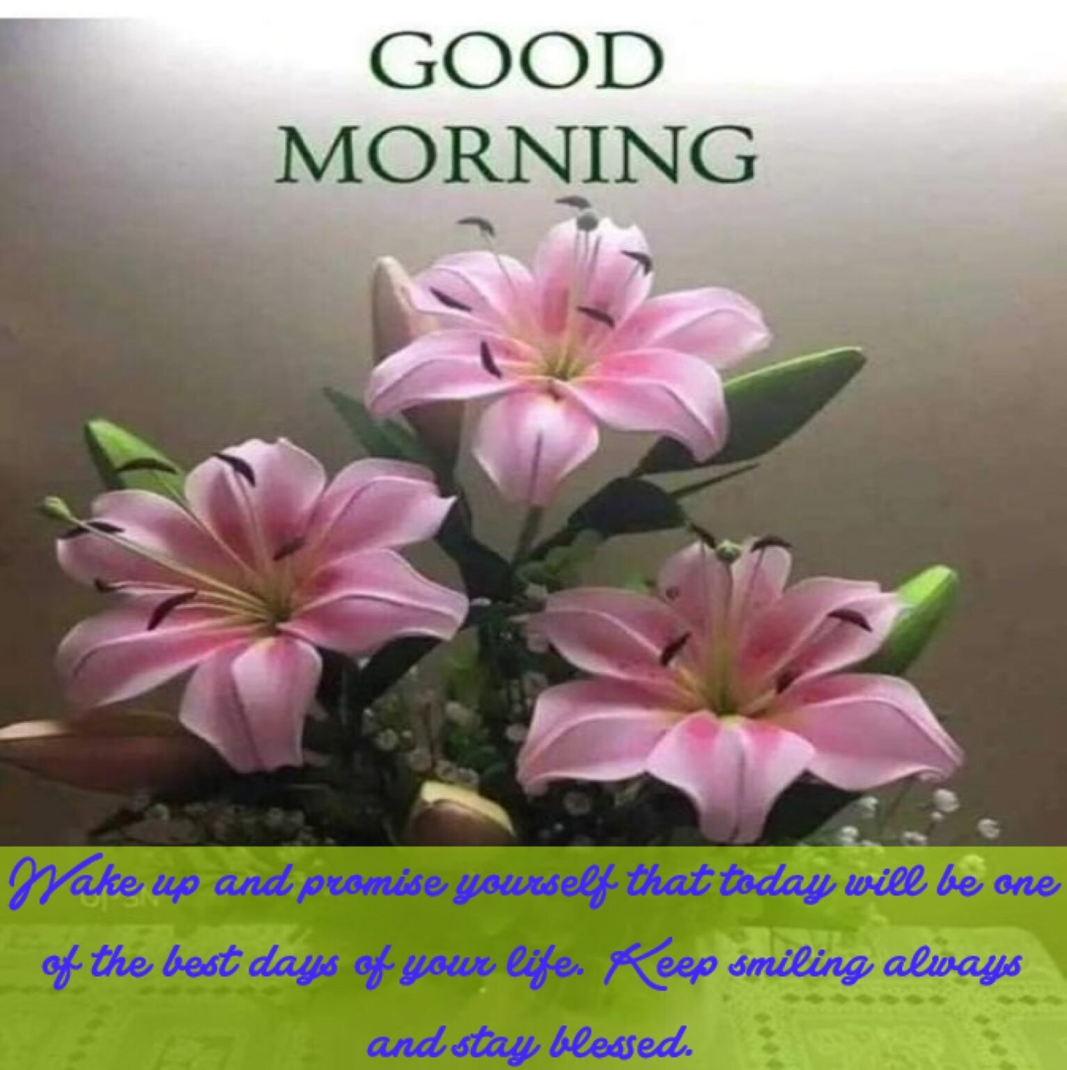 Beautiful Lily High Quality Flowers Images Text Messages Wishes ...